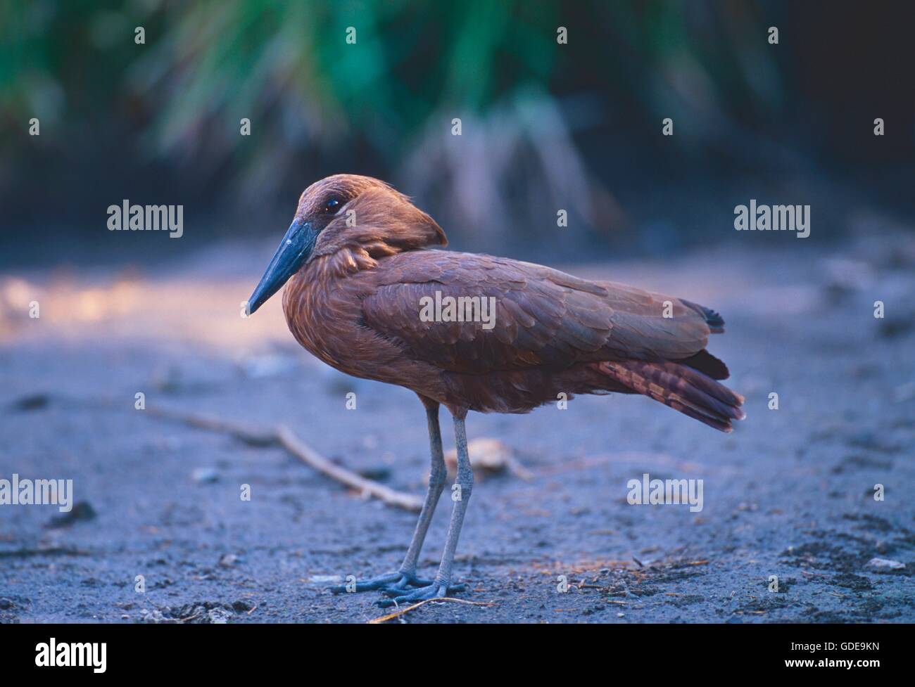 Scopidae hi-res stock photography and images - Alamy