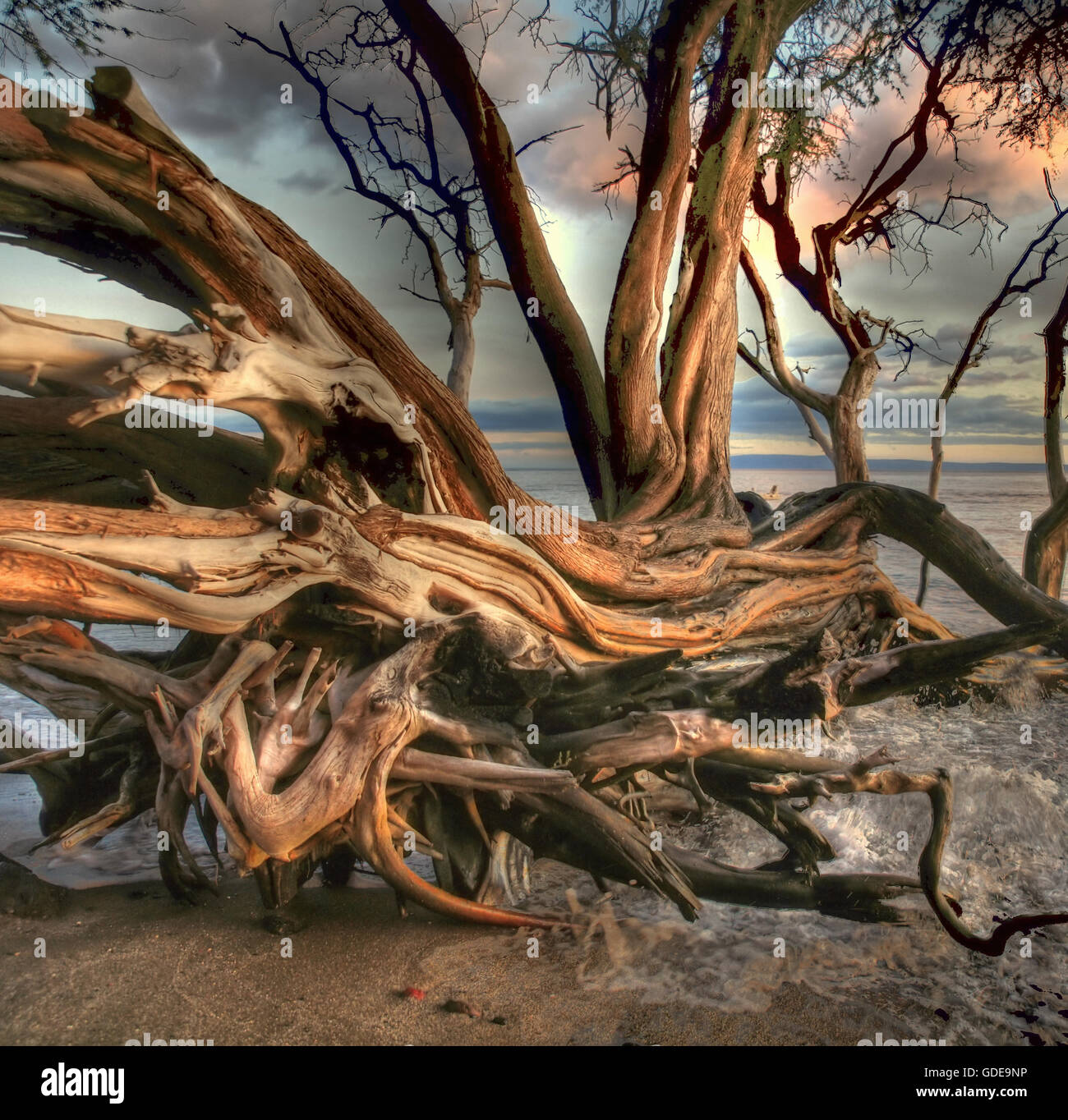Hawaii,Maui,West-Maui,tree stump,roots,tree,dead tree,beach,seashore ...
