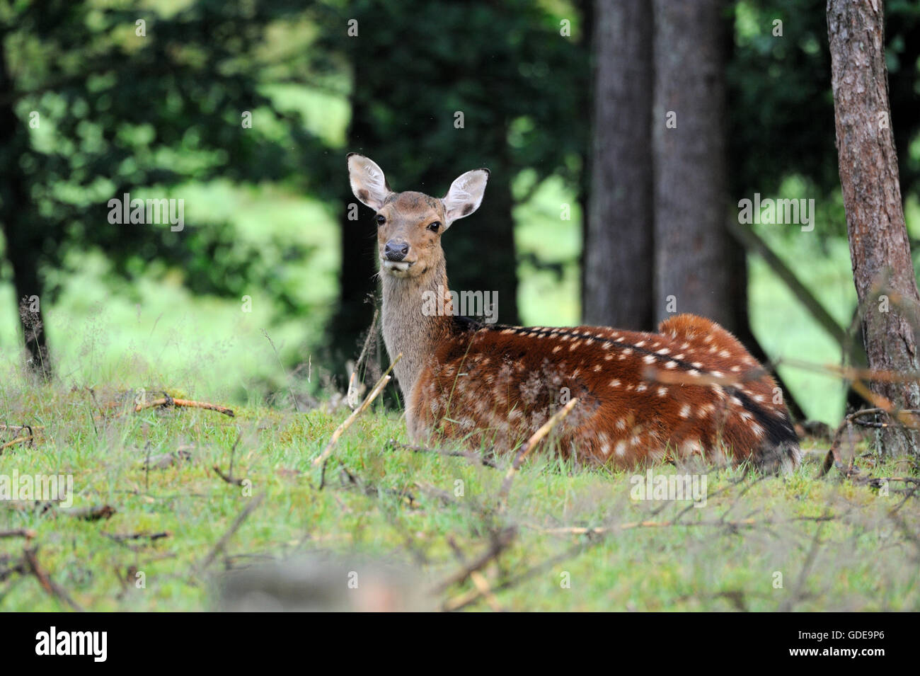 Japanese wild animals hi-res stock photography and images - Alamy