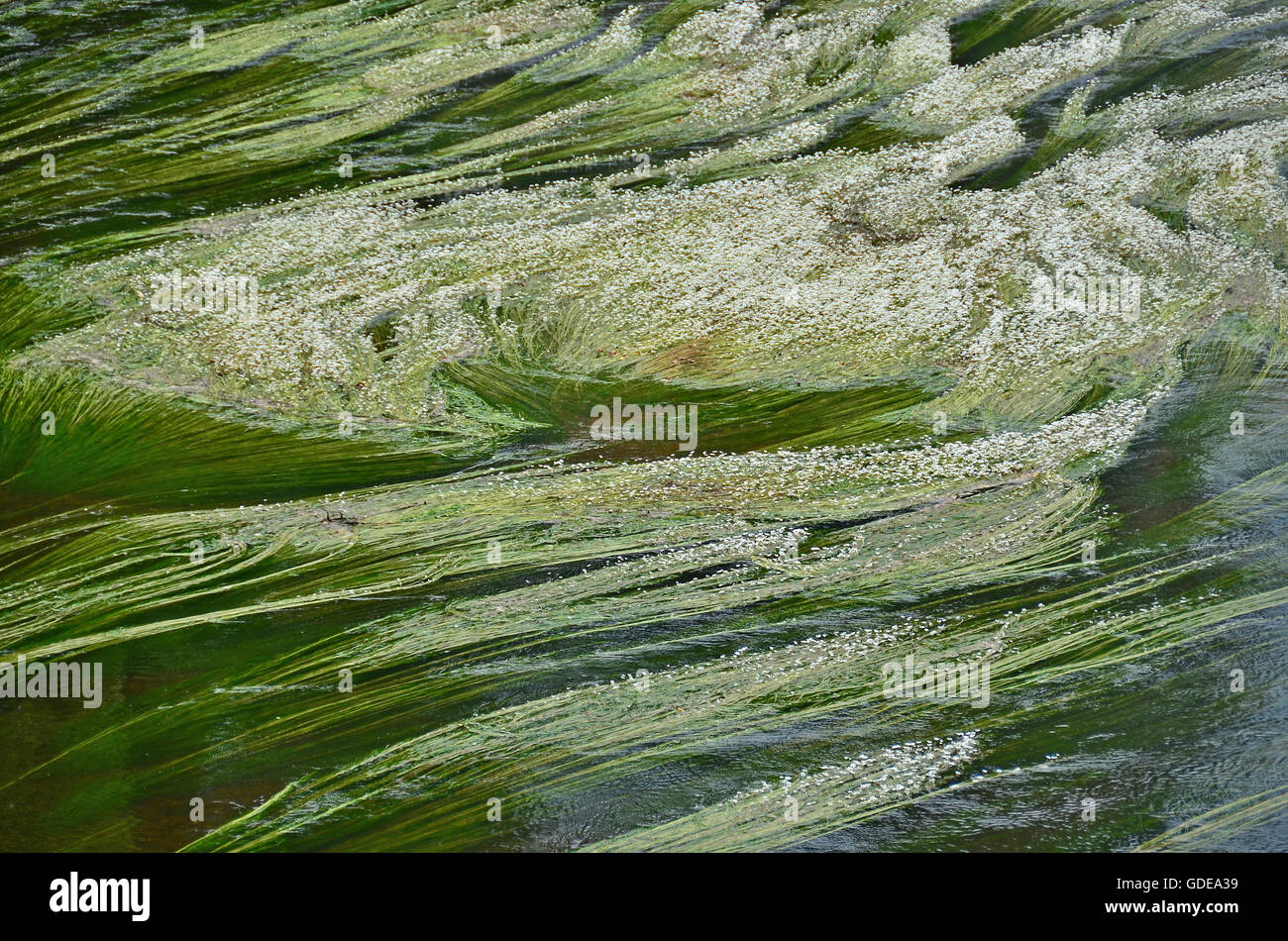 Podostemaceae. Flowering river weed in a river Stock Photo - Alamy