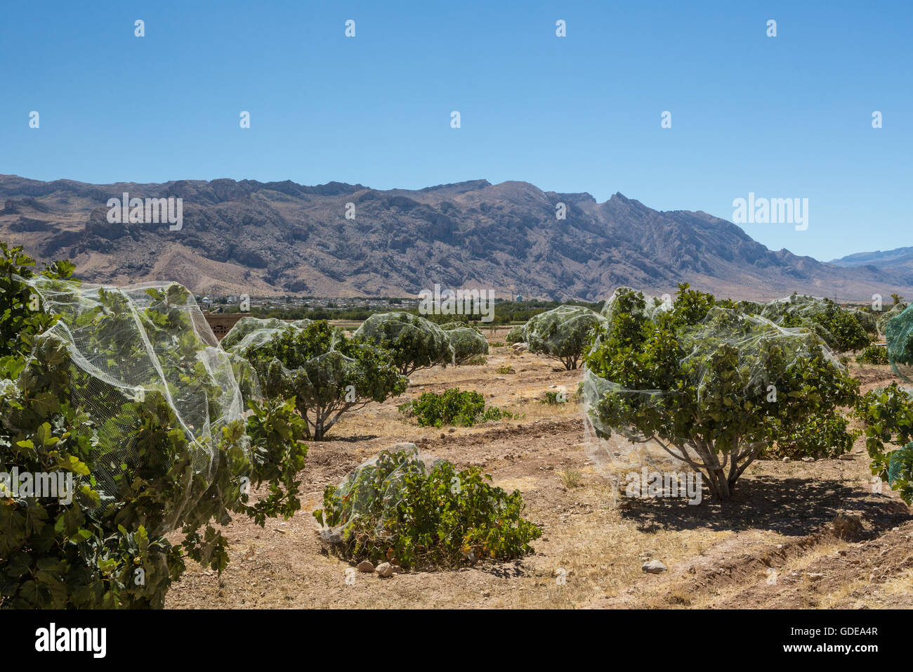 Fig tree plantation hi-res stock photography and images - Alamy