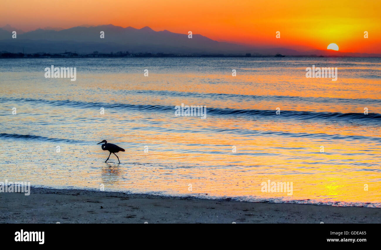 Heron at sunset Stock Photo - Alamy