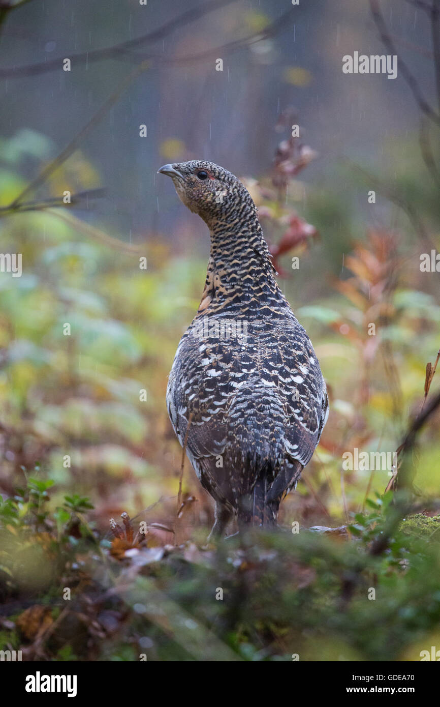Lapland Grouse at Tasha Hyman blog