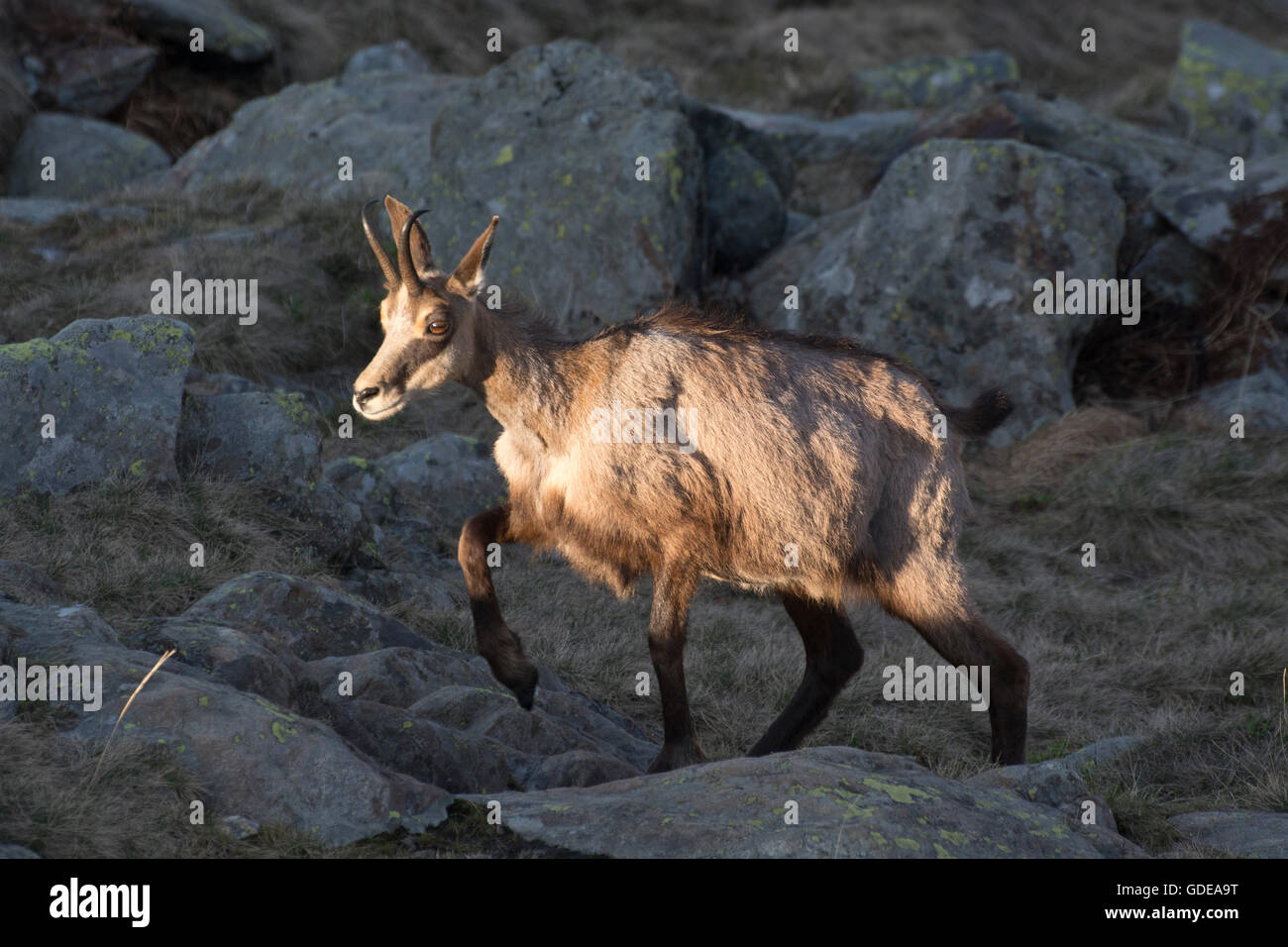 Val grande hi-res stock photography and images - Alamy