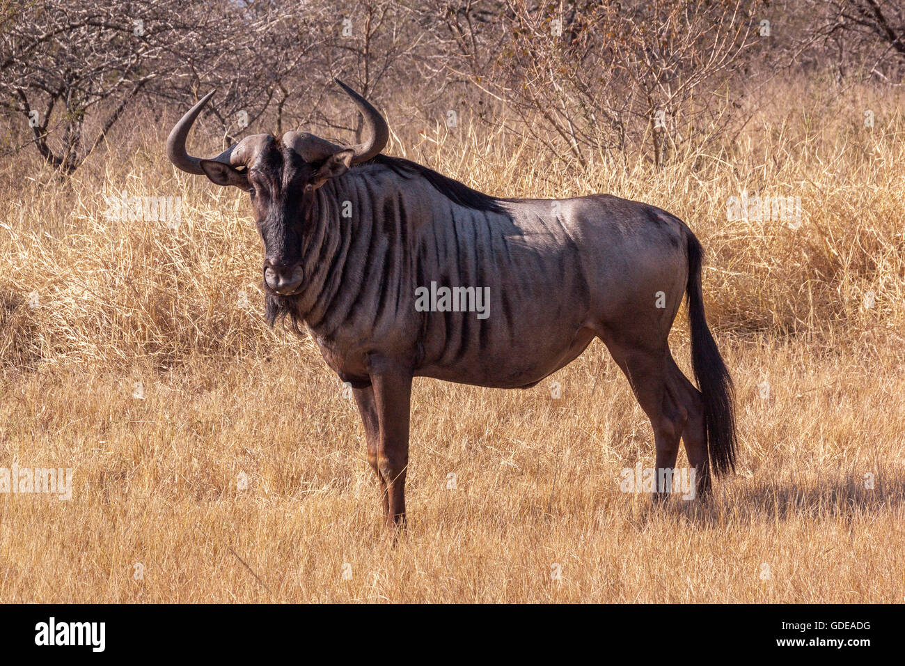 Wildebeest on dry savanna hi-res stock photography and images - Alamy