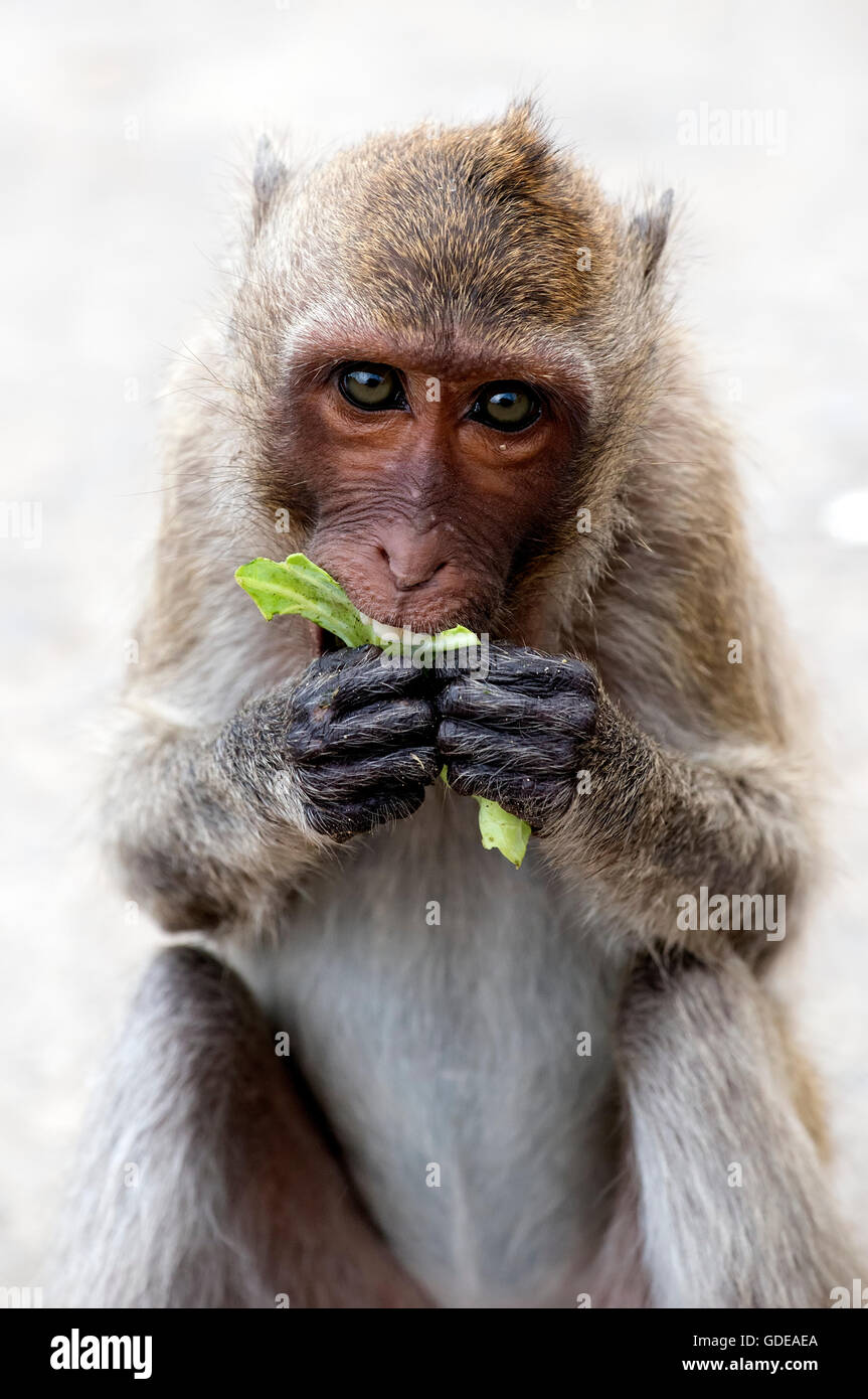 Monkeys at Khao Takiab mountain, Hua Hin, Thailand Stock Photo - Alamy