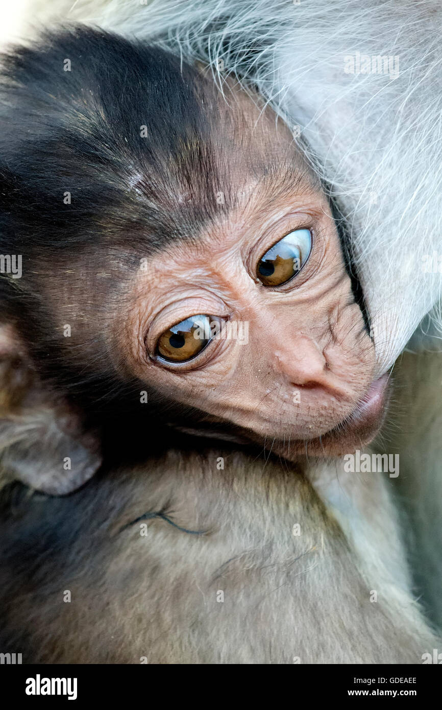 Monkeys at Khao Takiab mountain, Hua Hin, Thailand Stock Photo - Alamy