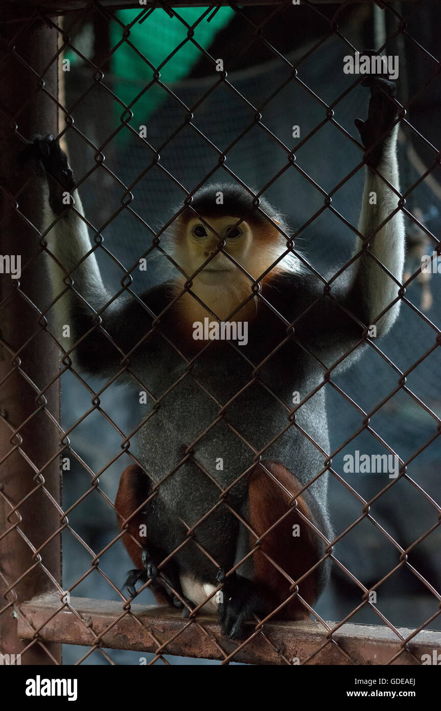 Captive monkey hi-res stock photography and images - Alamy