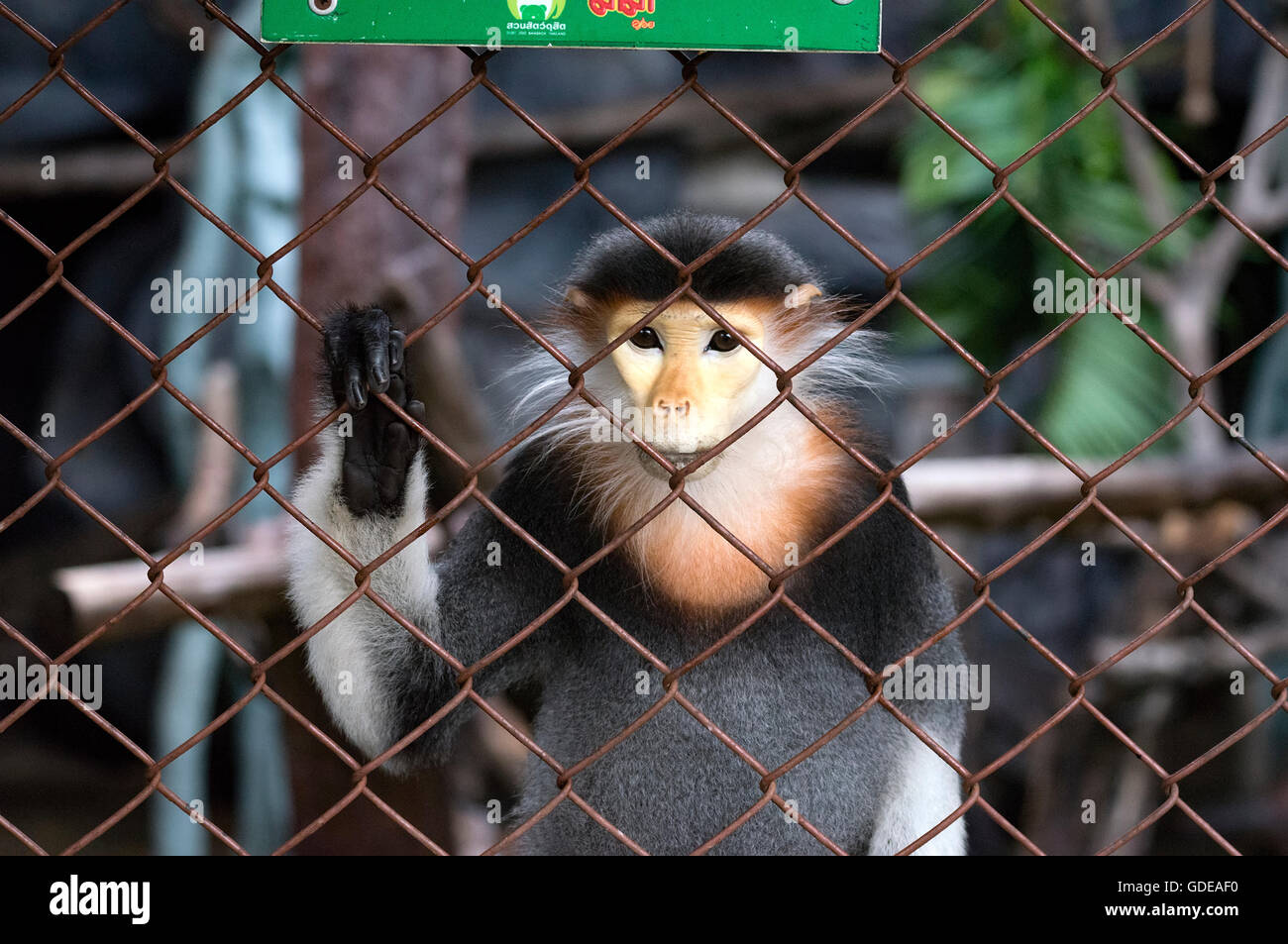 Captive monkey, Bangkok zoo, Thailand Stock Photo - Alamy