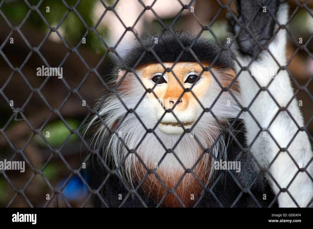 Captive monkey, Bangkok zoo, Thailand Stock Photo - Alamy