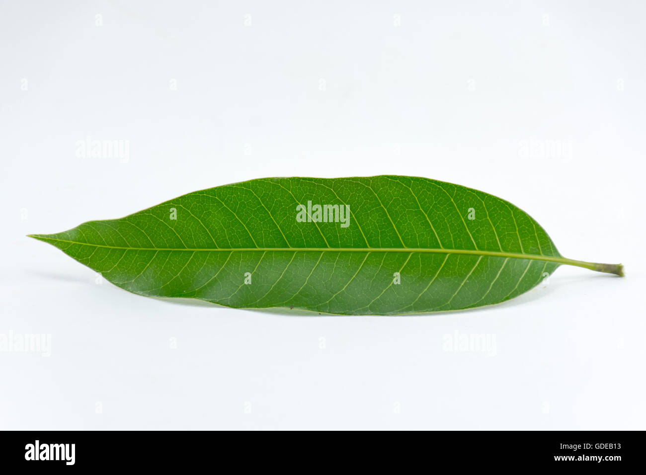 Leaf mango isolated on white background object is green and fresh ...