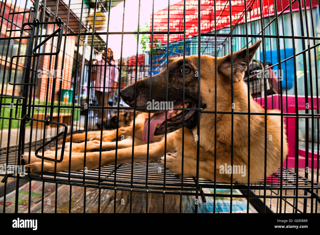 Caged dogs wait for buyers at pet stores in Chatuchak weekend market ...
