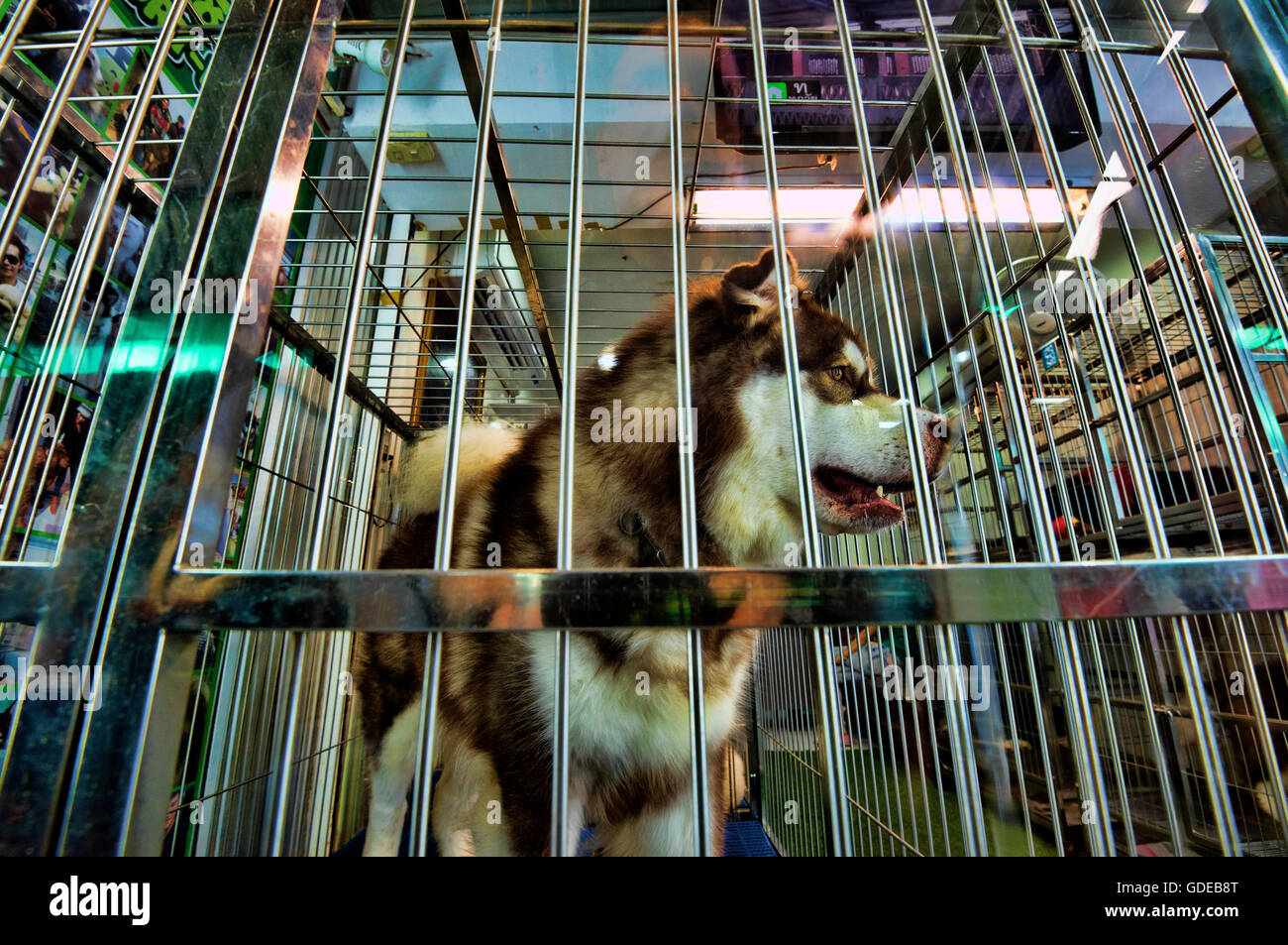 Caged dogs wait for buyers at pet stores in Chatuchak weekend market ...
