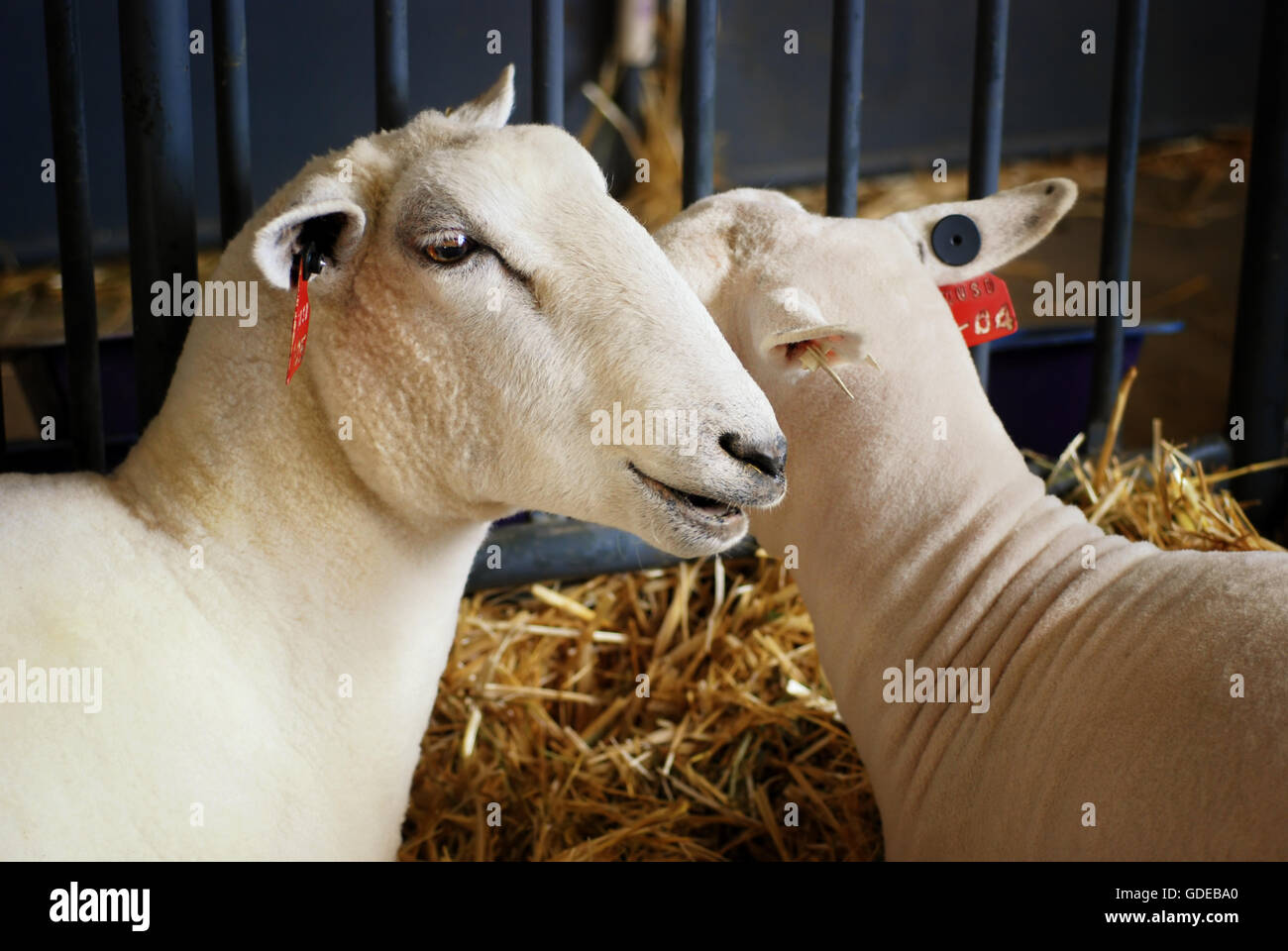 Prize sheep hi-res stock photography and images - Alamy