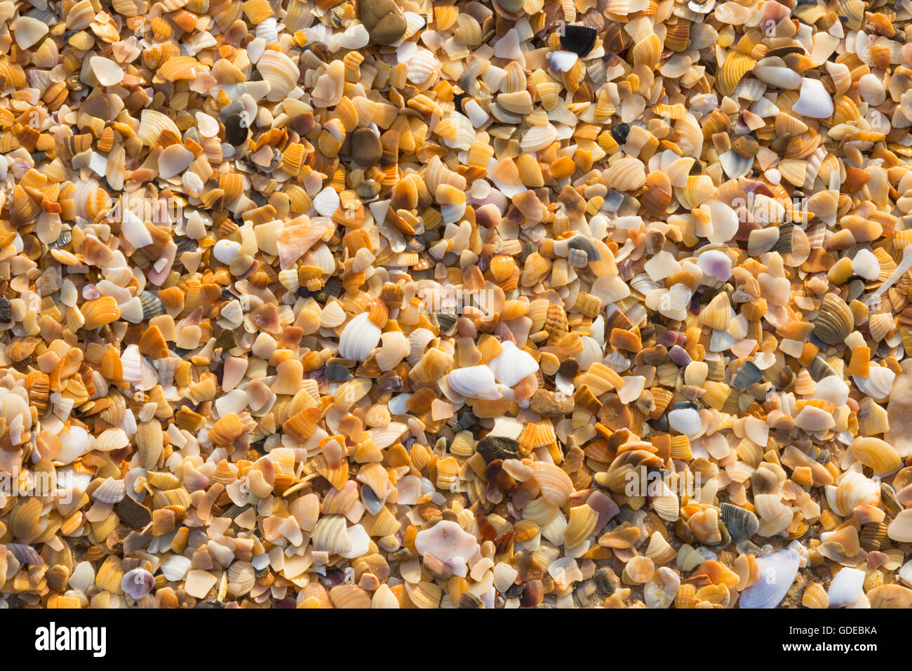 Small colorful sea shells on the sea beach Stock Photo - Alamy