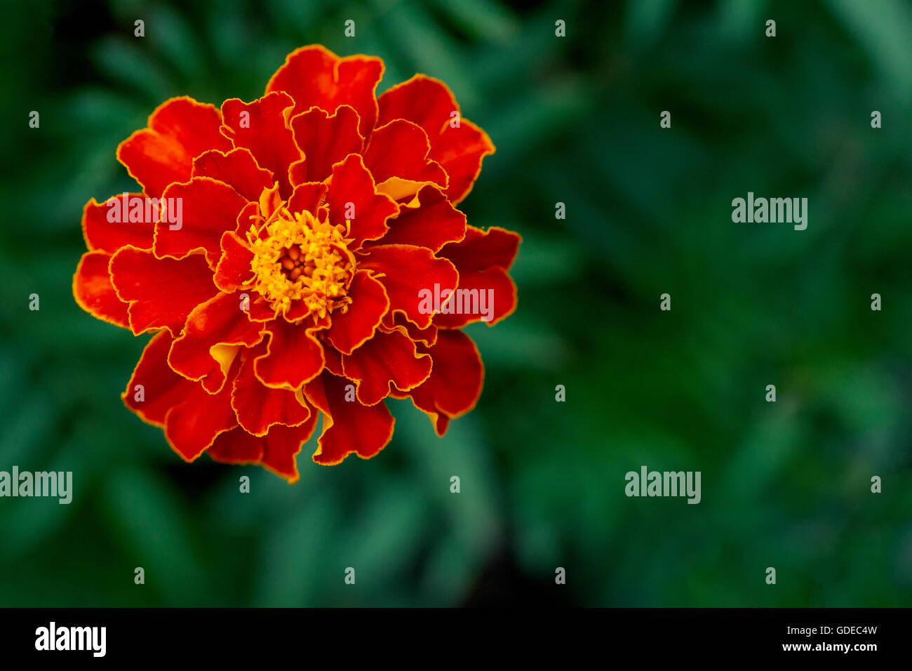 Beautiful big marigold flower hi-res stock photography and images - Alamy