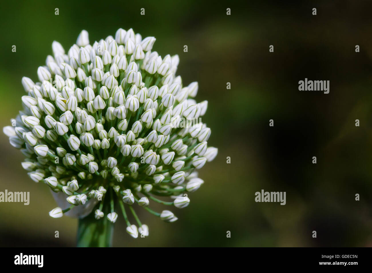 Green onion flower hi-res stock photography and images - Alamy