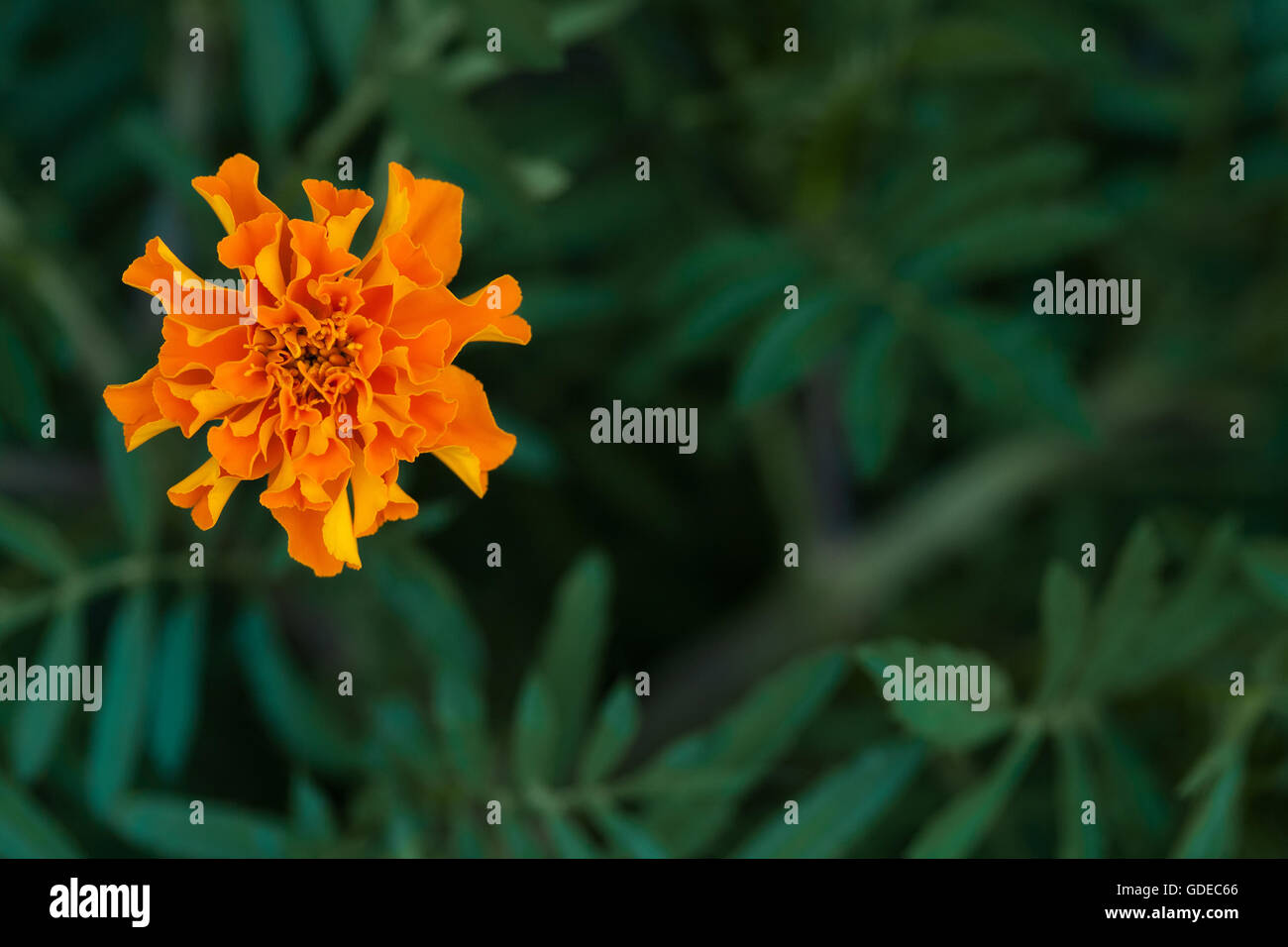 Beautiful Big Marigold Flower High Resolution Stock Photography and ...