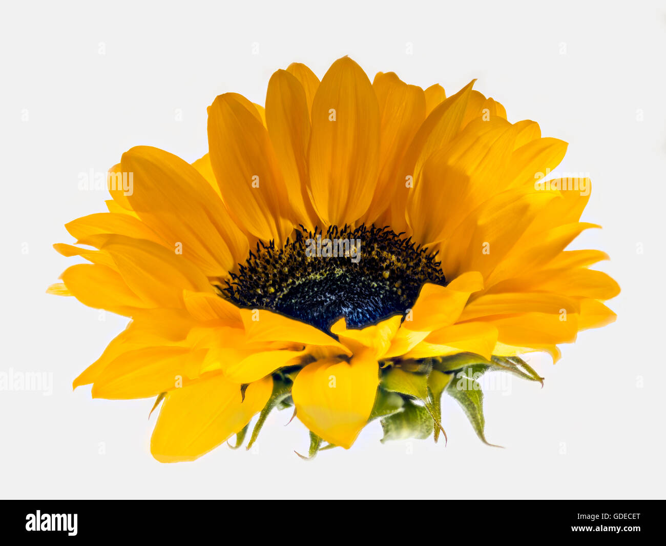 Sunflower structure hi-res stock photography and images - Alamy