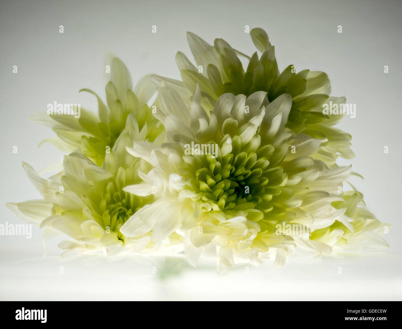 Green living plants hi-res stock photography and images - Alamy