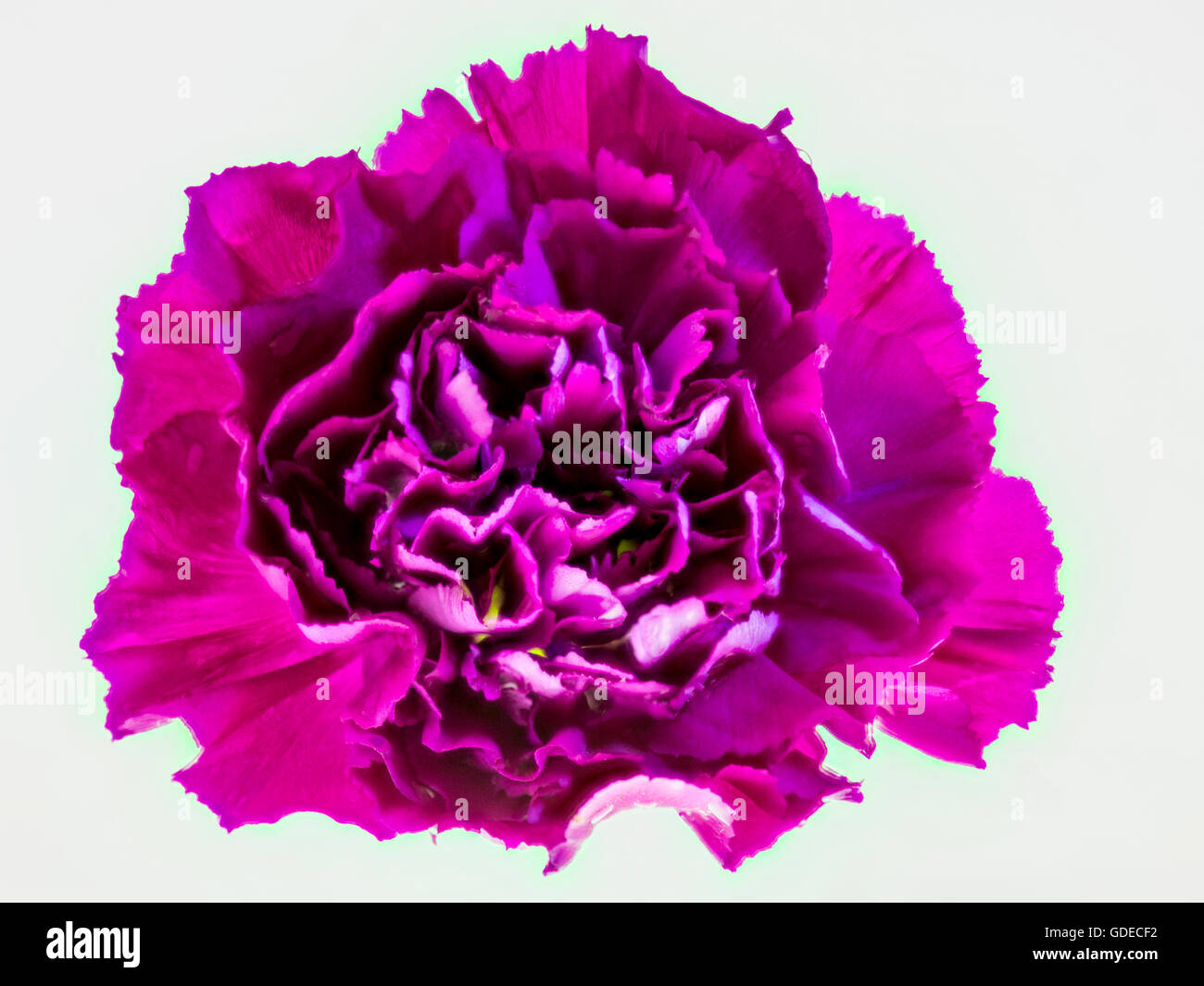 Mauve carnation hi-res stock photography and images - Alamy