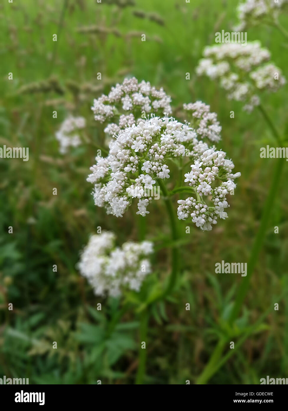 Valeriana officinalis baldrian hi-res stock photography and images - Alamy