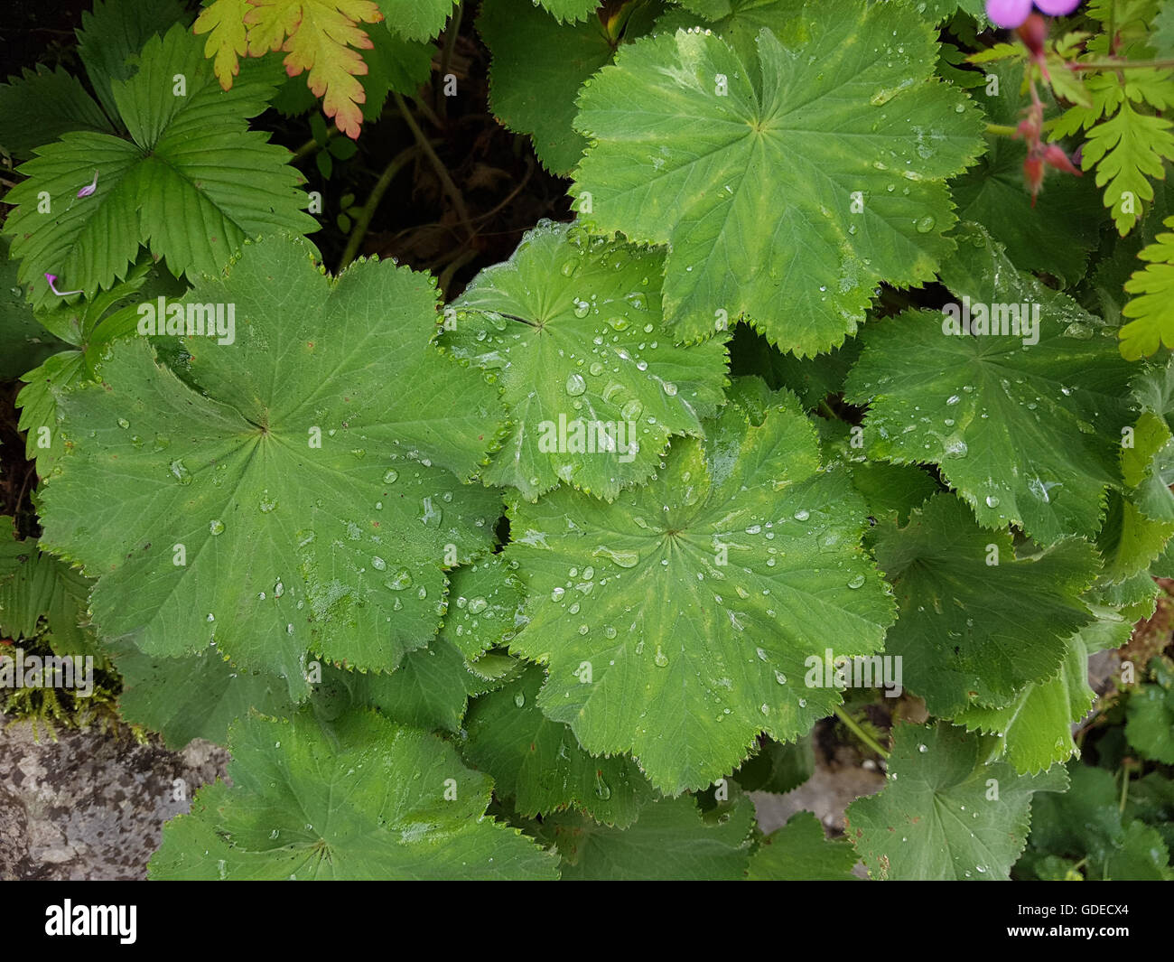 Frauenmantel; Alchemilla, mollis; Blatt; Pflanze Stock Photo - Alamy