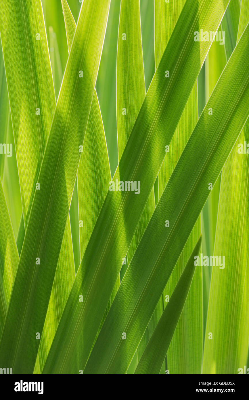Iris leaves hi-res stock photography and images - Alamy