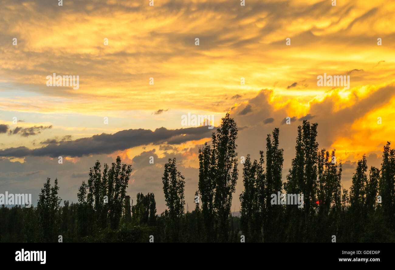landscape with dramatic light - orange clouds and the outline of trees ...
