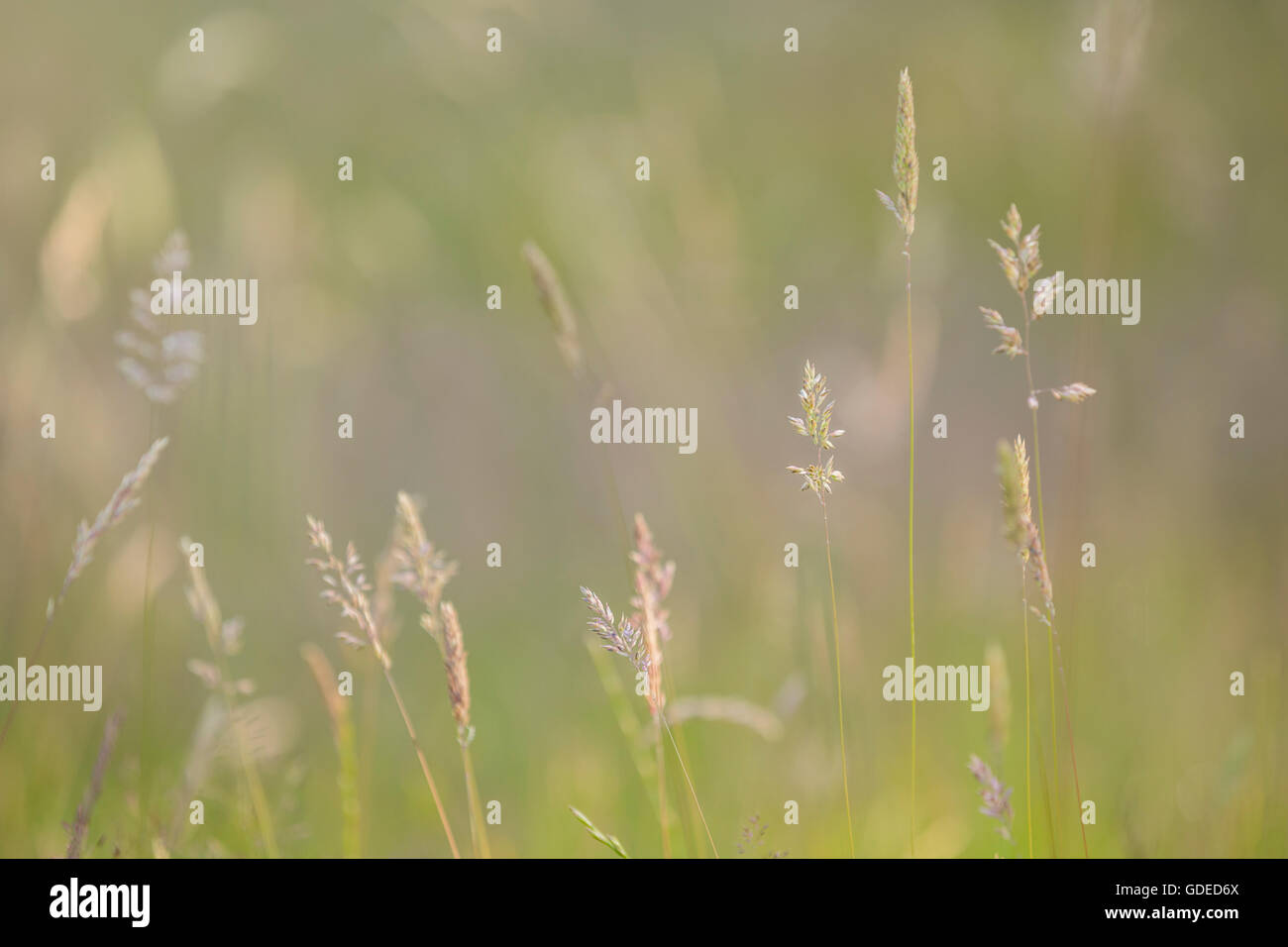Grass seed heads hi-res stock photography and images - Alamy