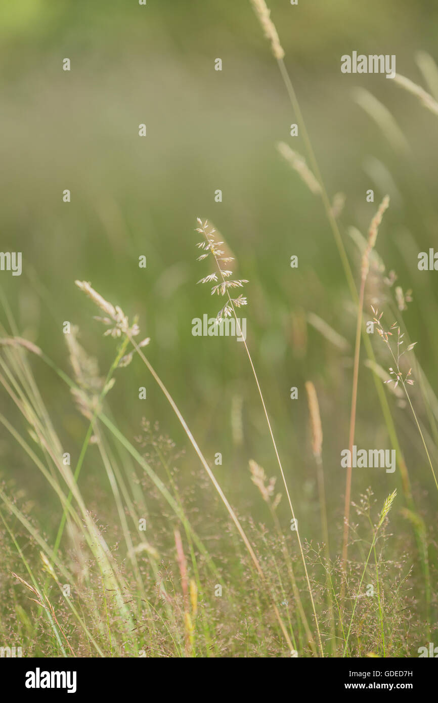 Grass seed heads hi-res stock photography and images - Alamy