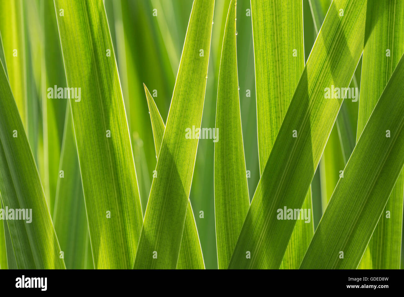 Iris leaves hi-res stock photography and images - Alamy