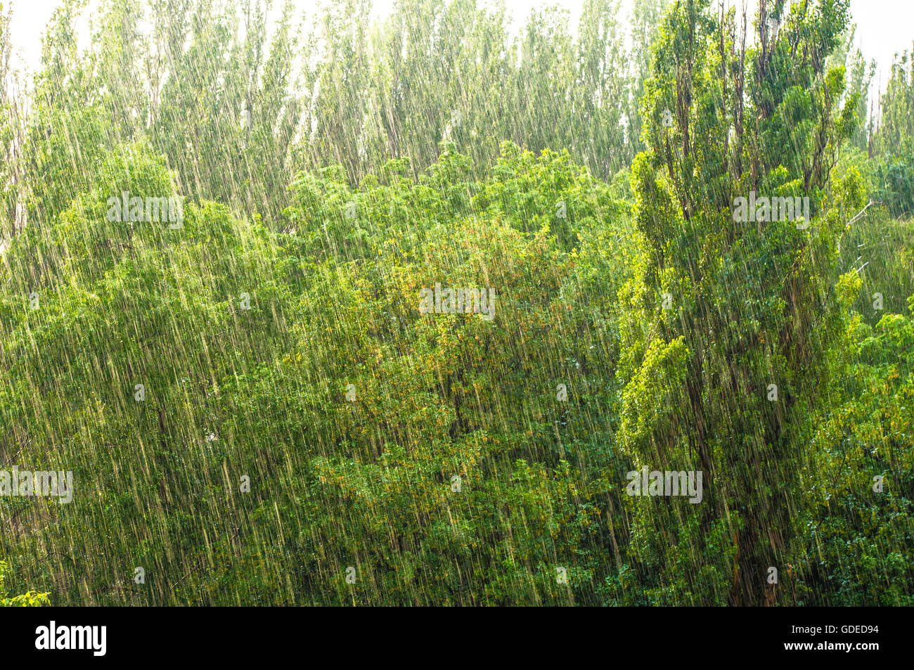 green trees in a strong summer rain Stock Photo - Alamy