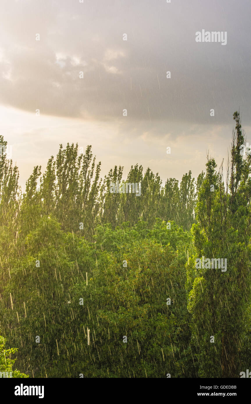 Rain green forest , rain season hi-res stock photography and images - Alamy