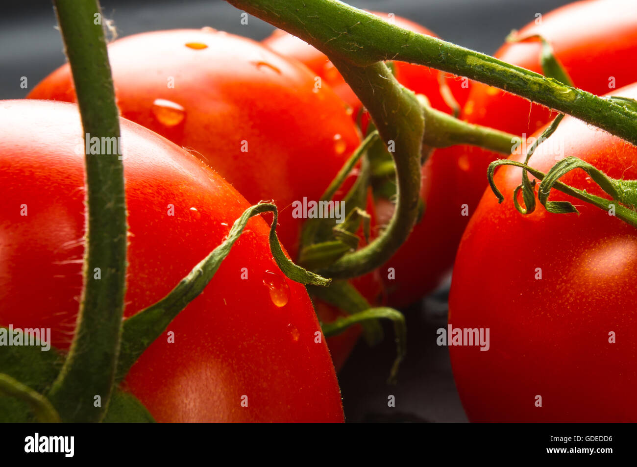 still life - tomatoes on twig on black background Stock Photo - Alamy