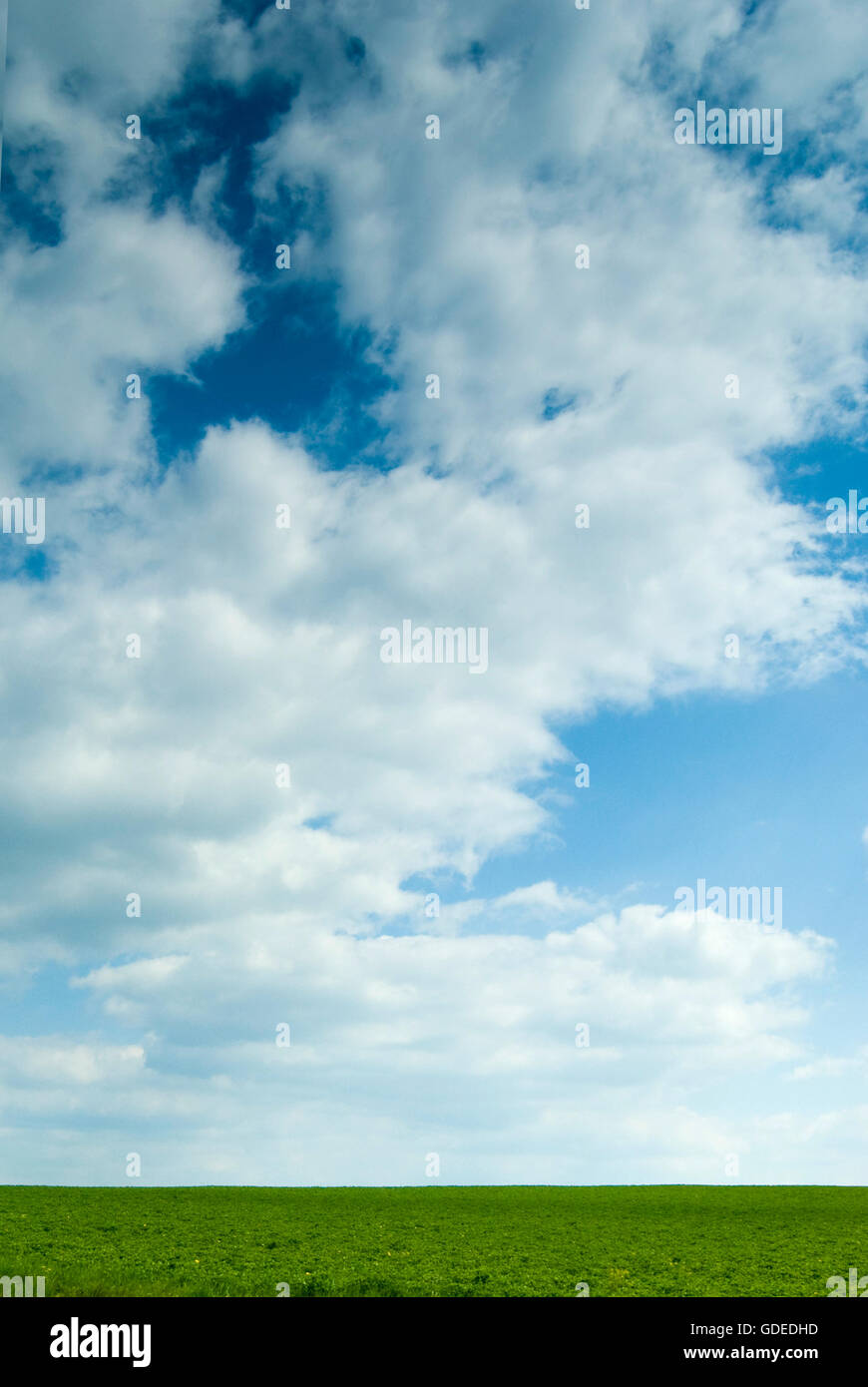 a green spring meadow with blue sky above Stock Photo - Alamy