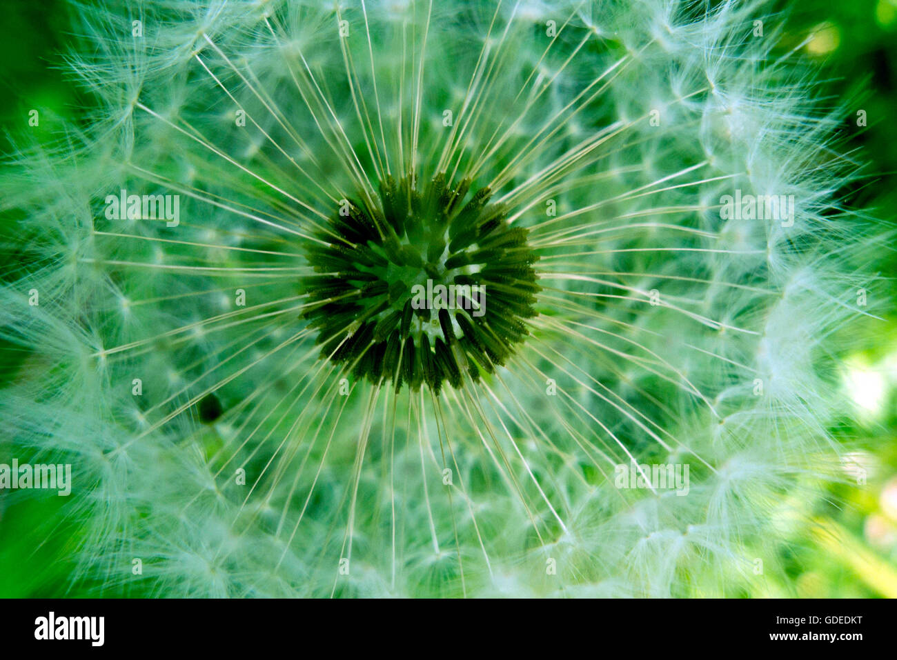 Dandelion structure hi-res stock photography and images - Alamy