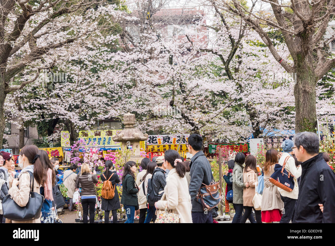 Cherry blossom,Yasukuni Shrine,Chiyoda-Ku,Tokyo,Japan Stock Photo - Alamy