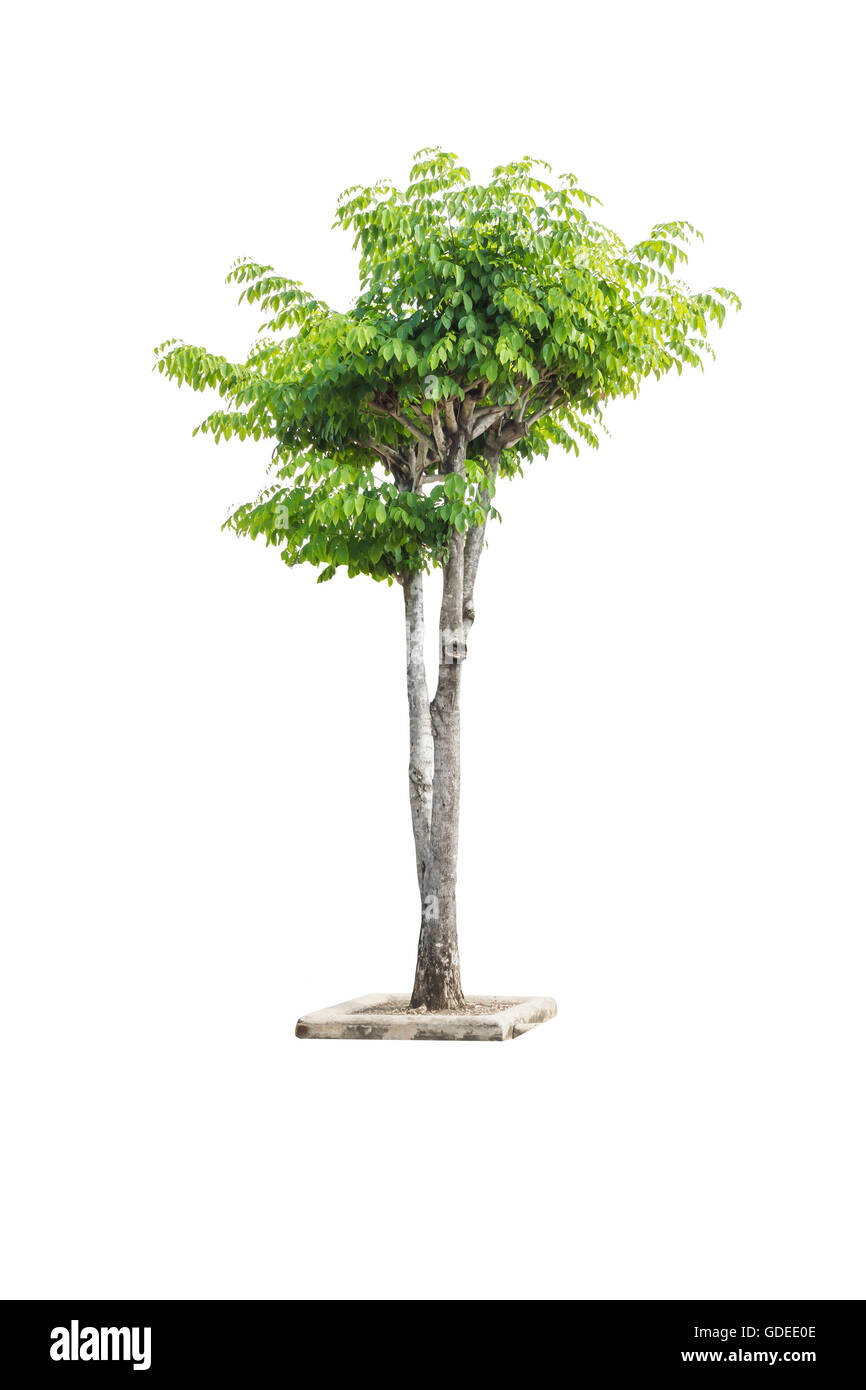 Isolated single tree with green leaf bush, middle high bush tree on ...