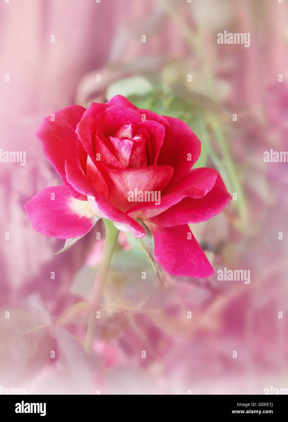 Single red rose in romantic soft mood for valentine flower background ...