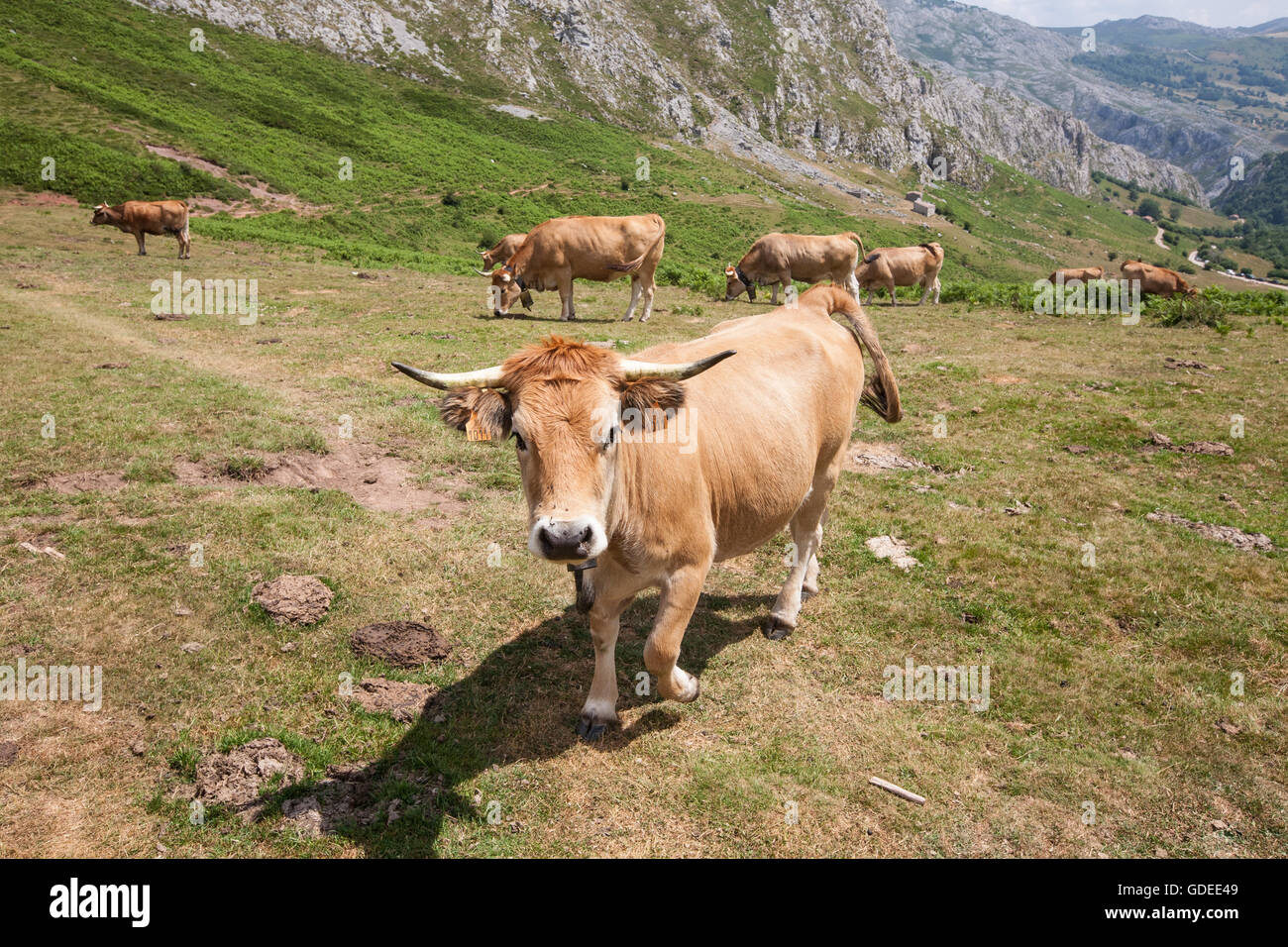 Hiking, in, Picos de Europe,Europa National Park,Spain,Cows,dairy ...