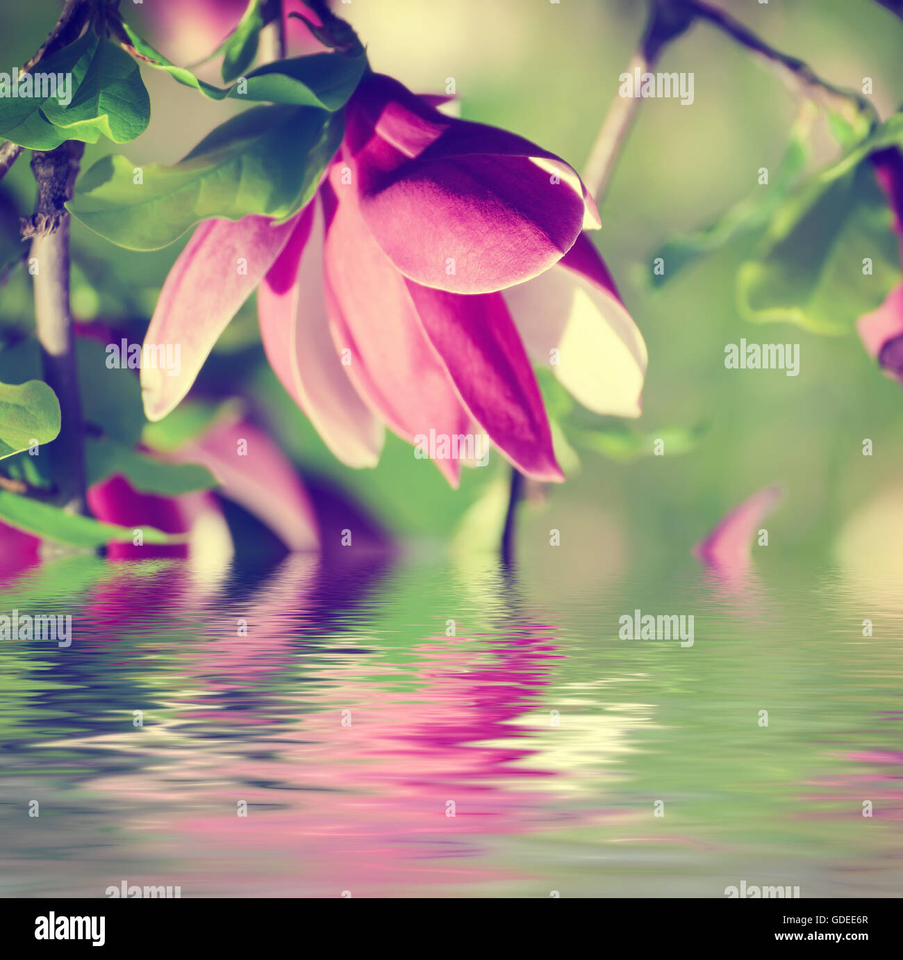 Magnolia spring flowers Stock Photo - Alamy