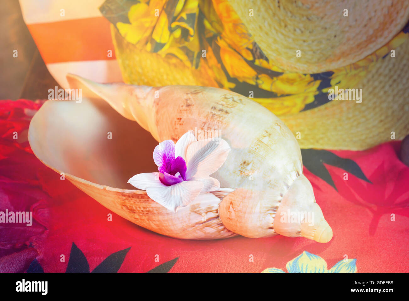Selective focused at violet orchid in sea conch shell with vintage ...