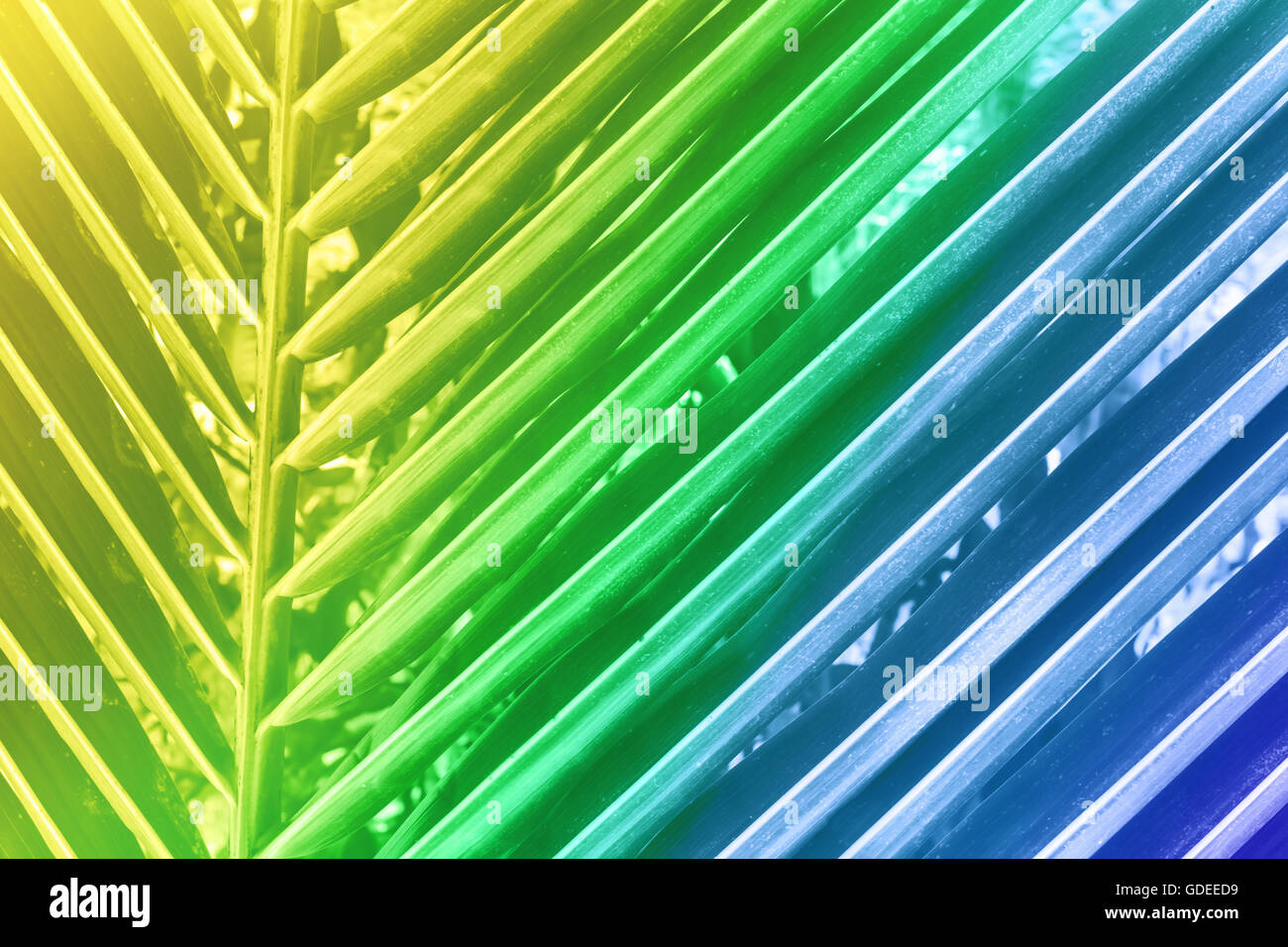 Abstract coconut leaf line for nature pattern yellow green and blue ...