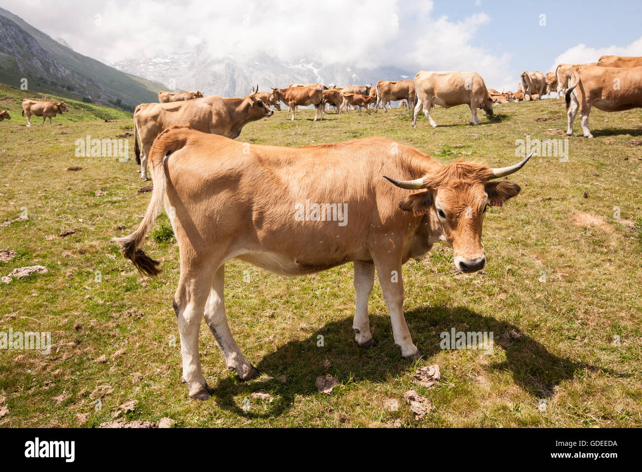 Hiking, in, Picos de Europe,Europa National Park,Spain,Cows,dairy ...