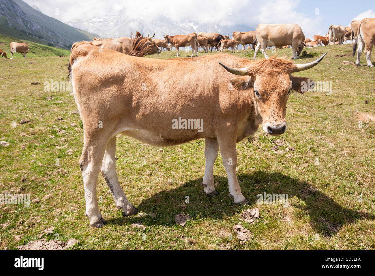 Hiking in Picos de Europe,Europa National Park,Spain,Cows,dairy cattle ...