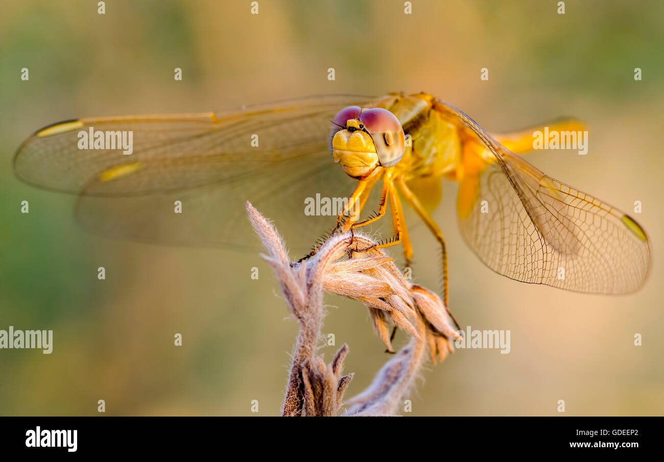 Dragonfly on green background Stock Photo - Alamy