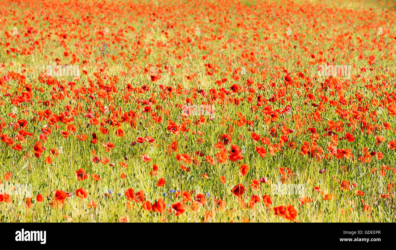 Field of Poppies in the countryside of Swedish Baltic sea island ...