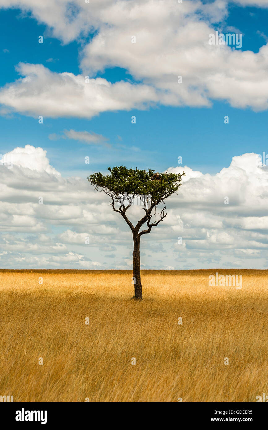 Savanna landscape hi-res stock photography and images - Alamy