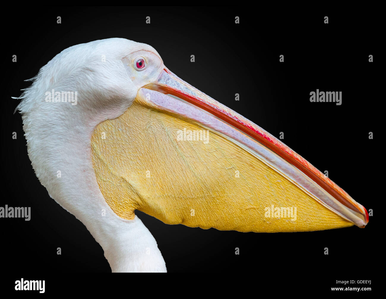 The pelican portrait on black background Stock Photo - Alamy